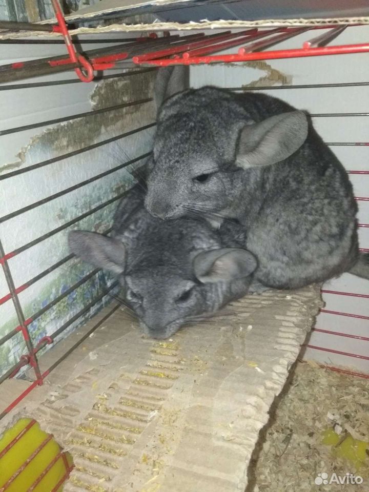 Продам шиншилл девочка и мальчик