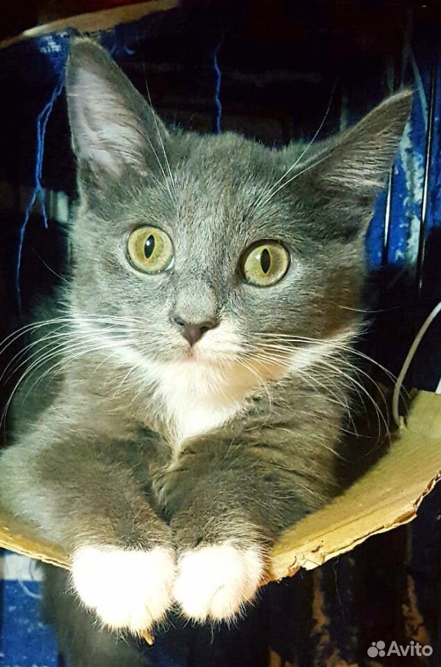 Серебристые котята братики