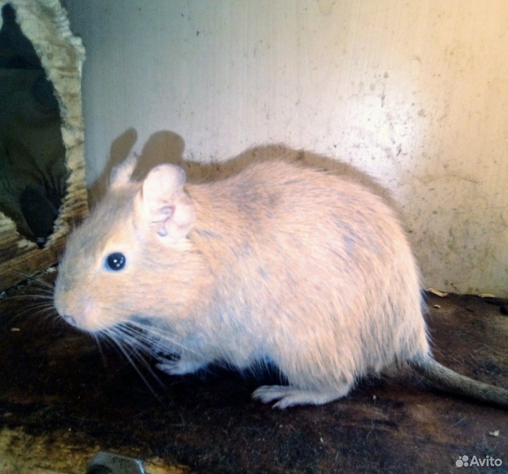 Дегу цветные в хорошие руки