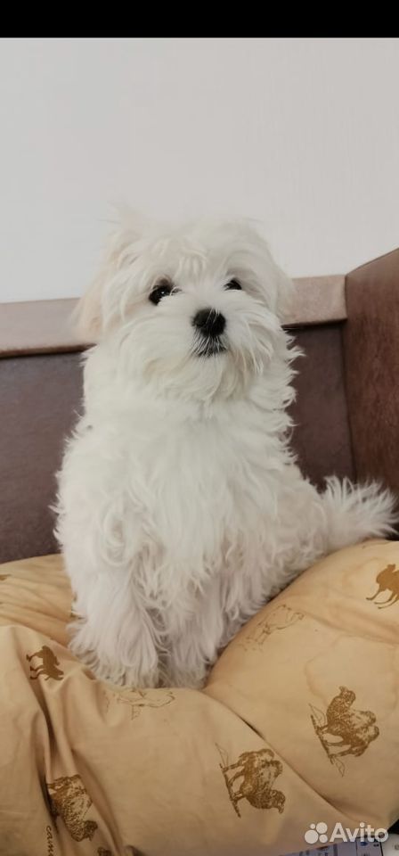 Продам щенка Мальтезе