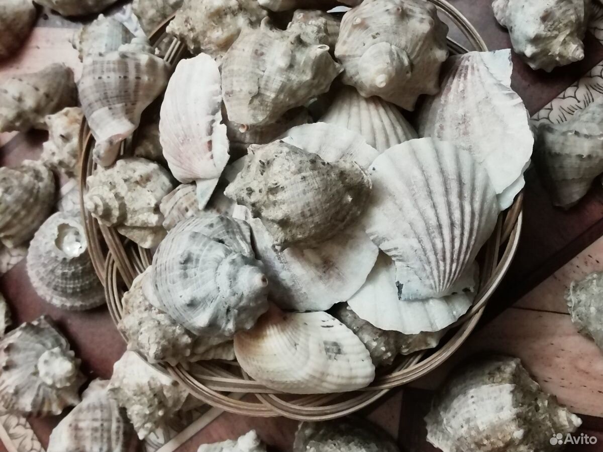 Набор ракушек