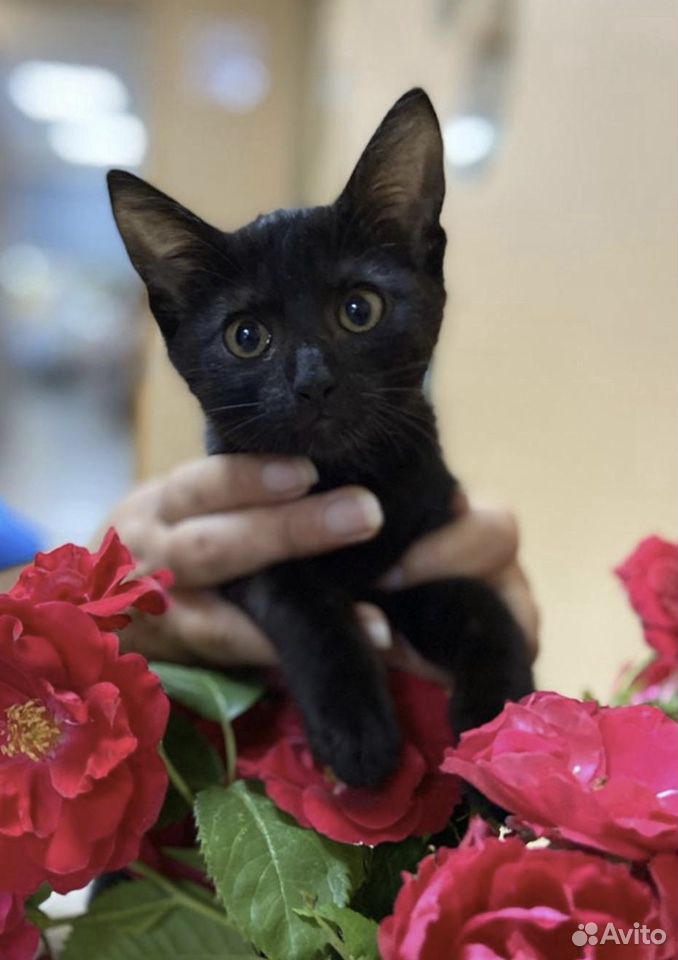 Котята прелестные черныши 3 месяца в добрые руки