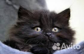 Наши мишки девочки малыши 1,5 мес