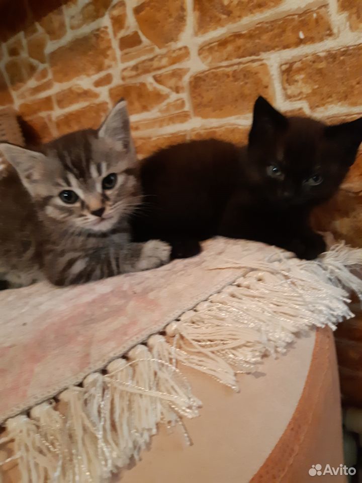 Котята британцы