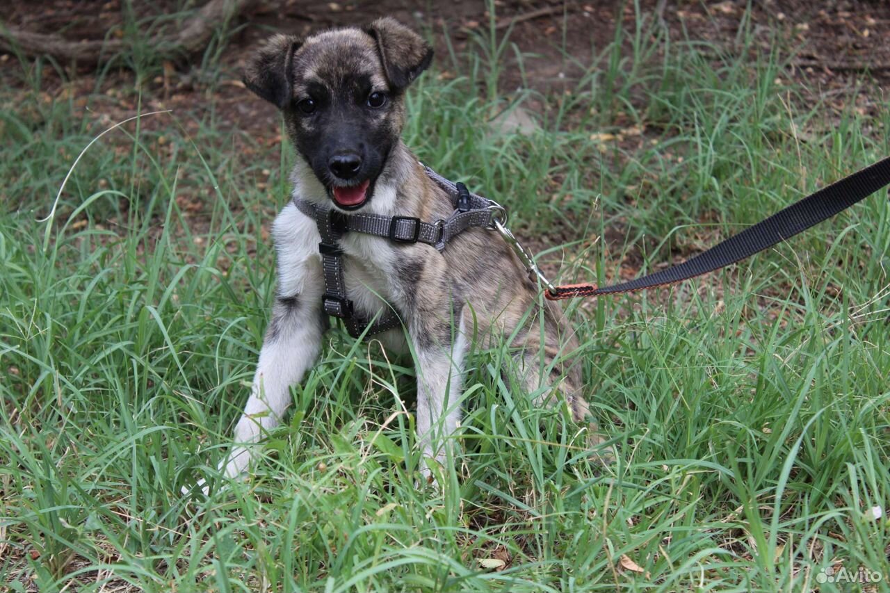 Щенок Тиграна в добрые руки