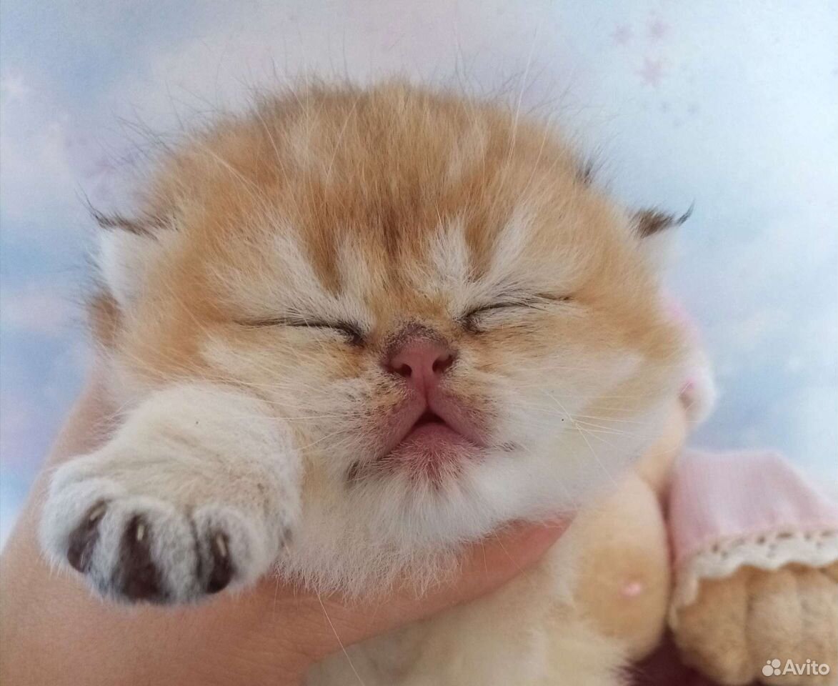 Золотая британка