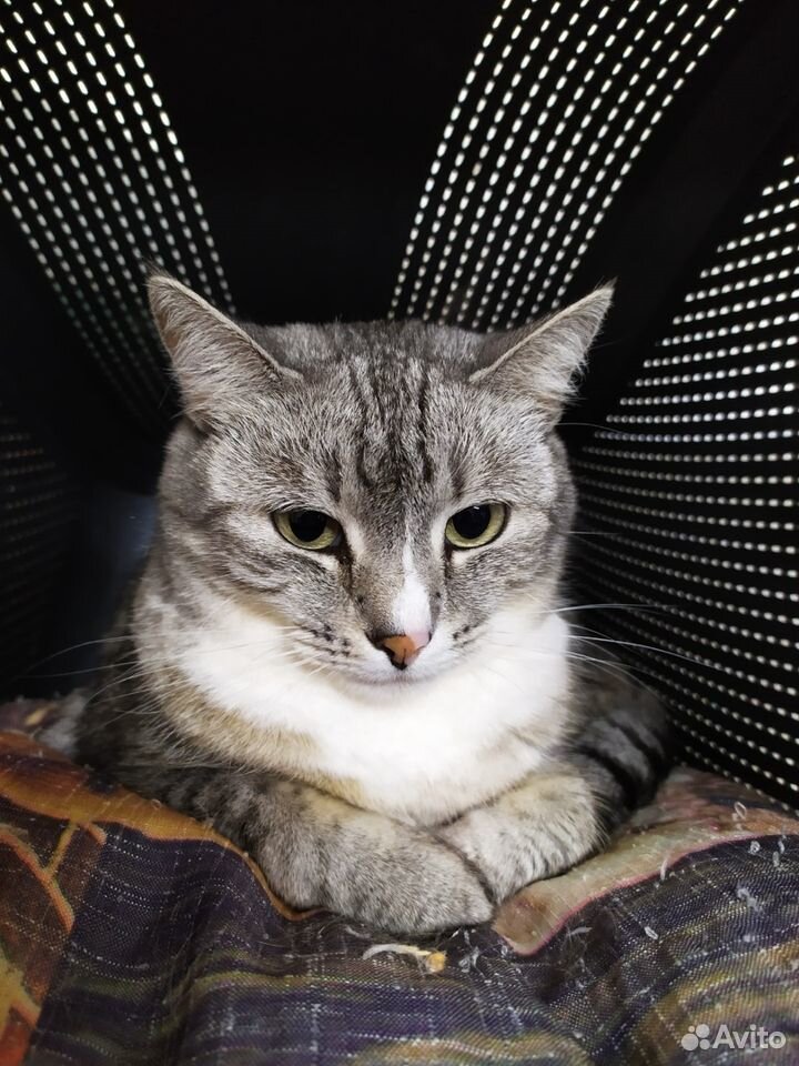 Кошечка Лайма ищет дом