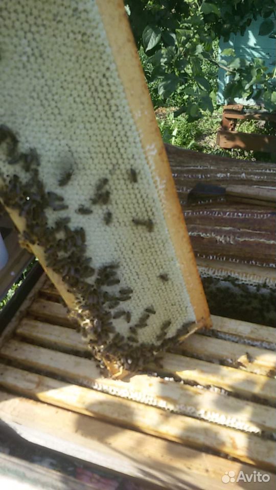 Пчелы живые для апитерапии