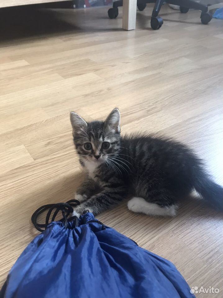 Кошечка трёхцветка