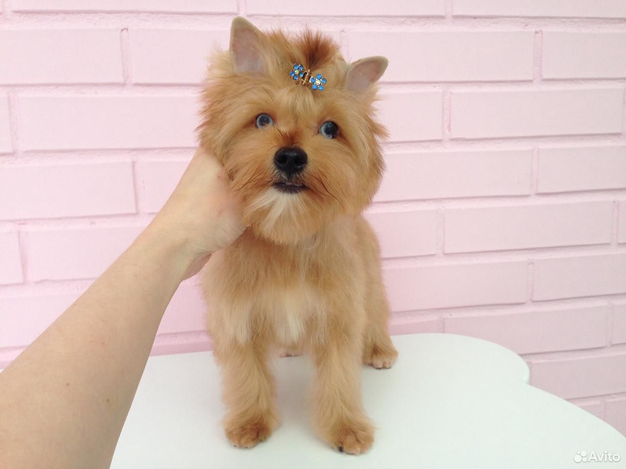 Йорк с голубыми глазами девочка. Эксклюзив