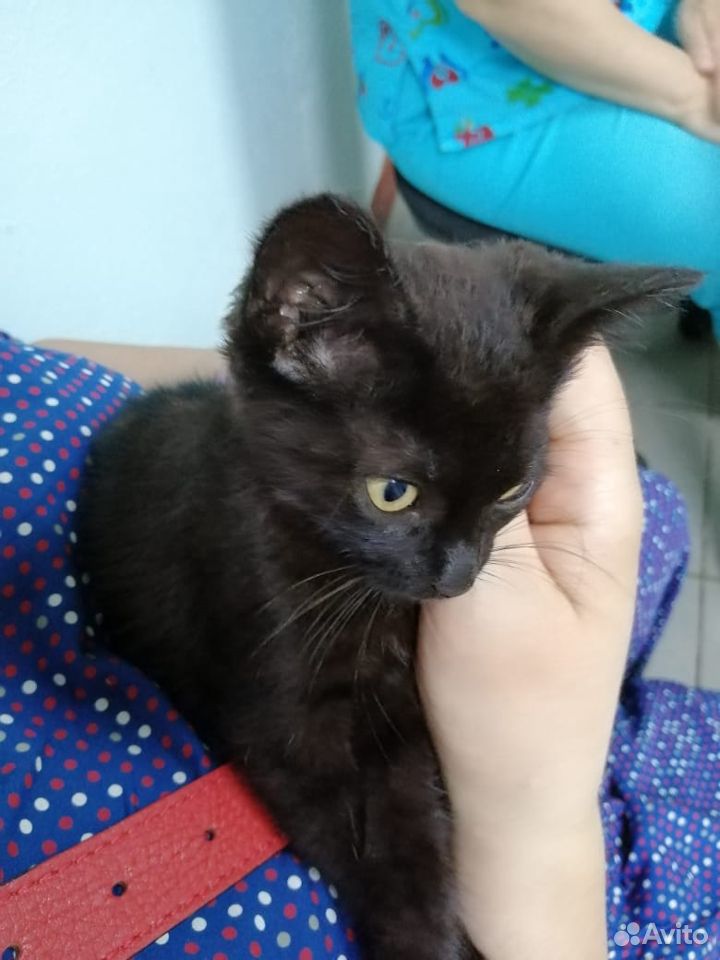 Котёнок-мальчик