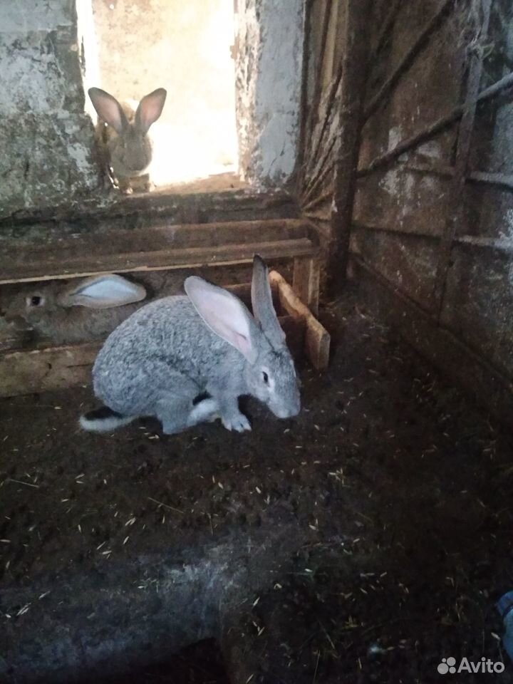Продаю кроликов Строкач и Ризен