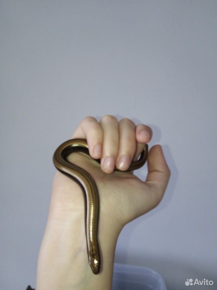 Веретеница (ломкая )