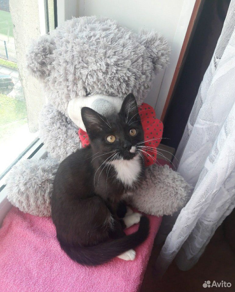 Марфуся ищет родителей.Малышке 3 месяца,ласковая