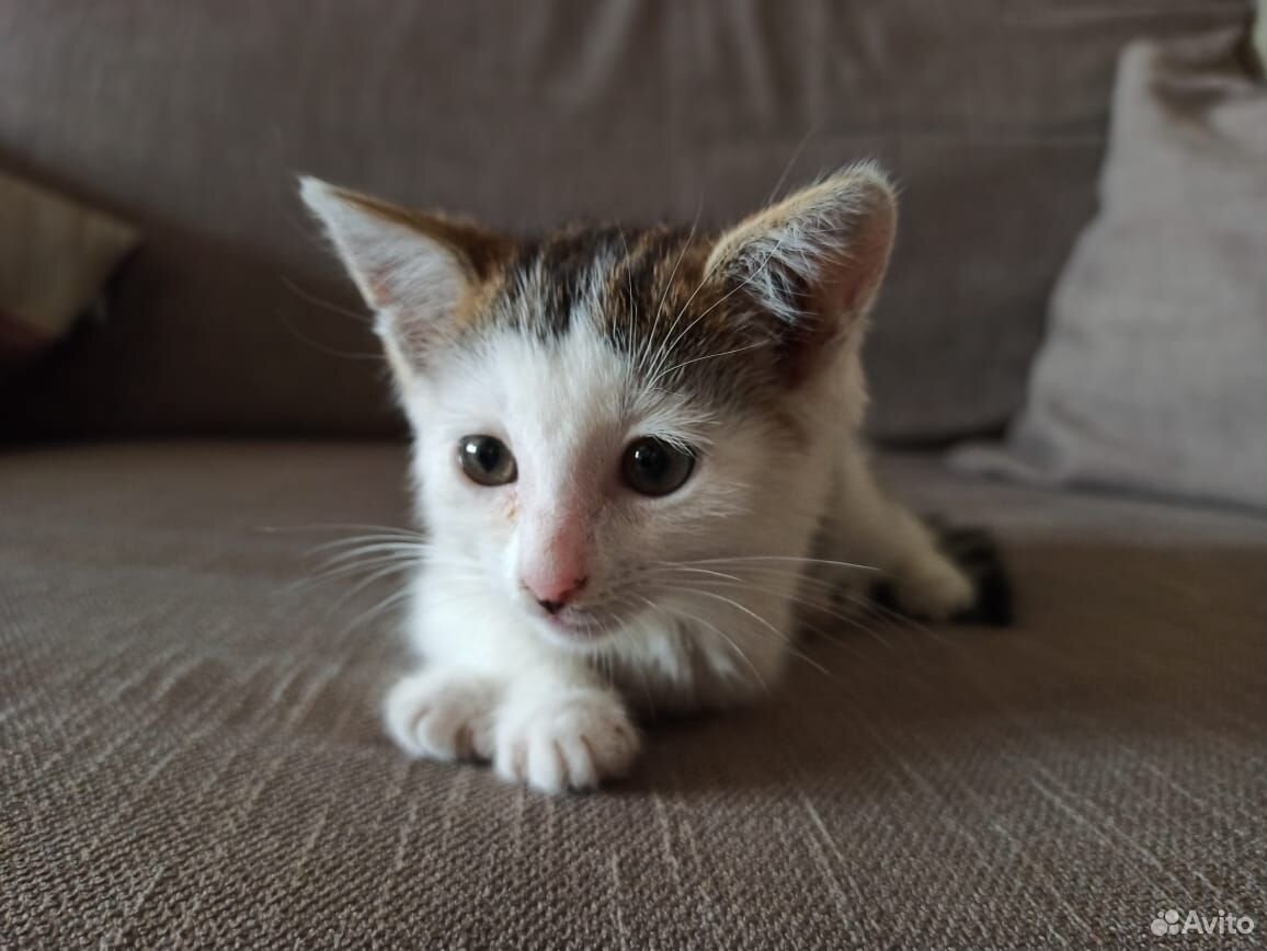 Котенок Мурзик ищет дом
