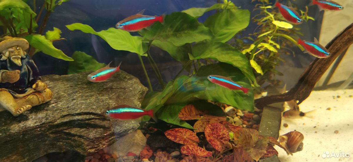 Неоны красные