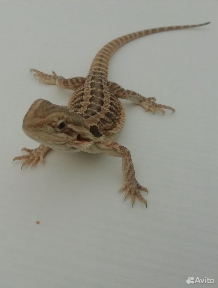 Бородатая Агама