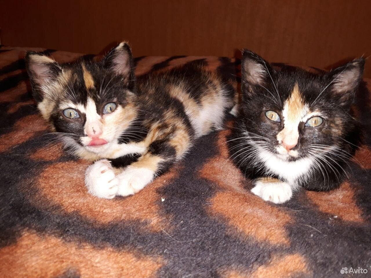 Сладкая парочка