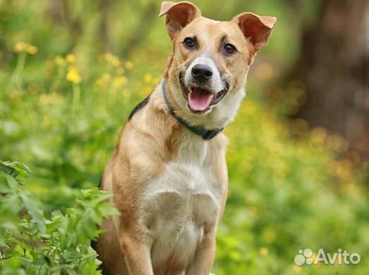 Собака в добрые руки