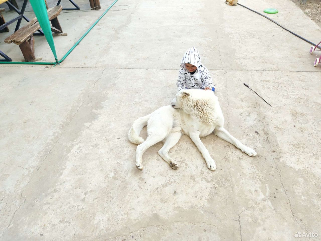 Кобель 2 года канадская овчарка первая вязка