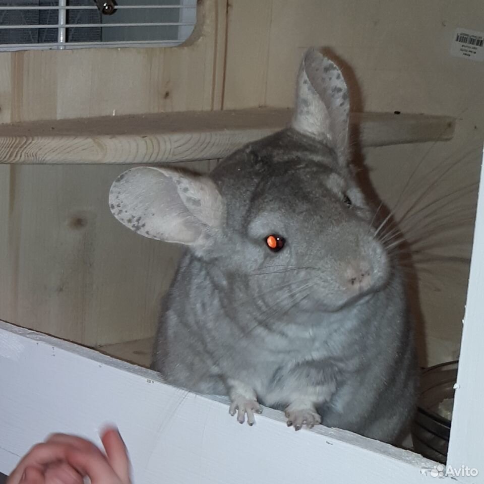 Шиншиллы семья в хорошие руки