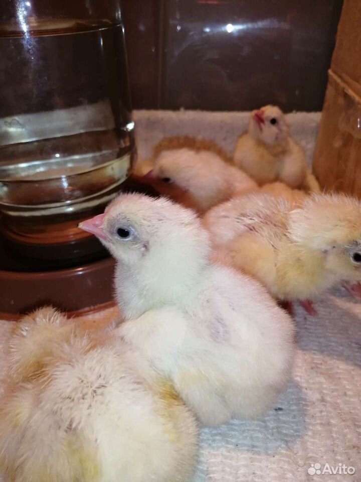 Цыплята Кобб700