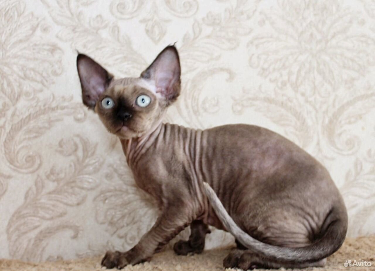 Маленький ласкун