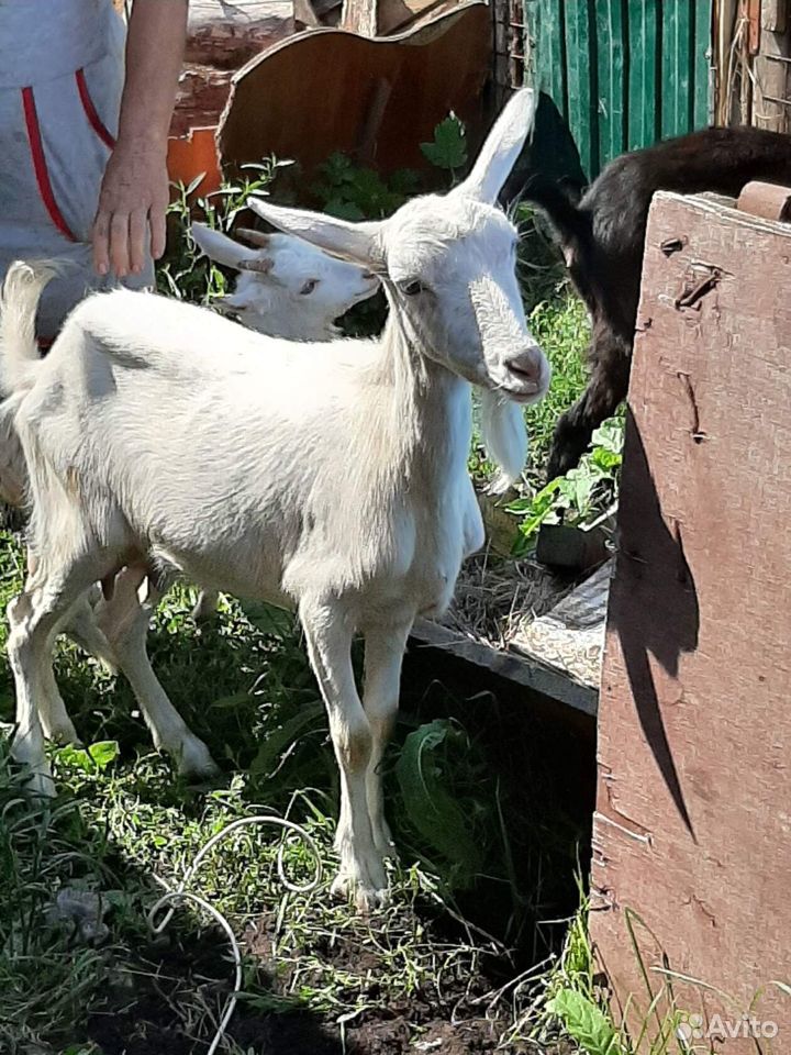 Коза и козлята