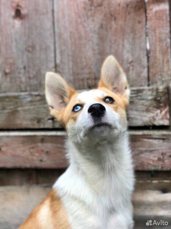 Щенок Лисичка ищет дом