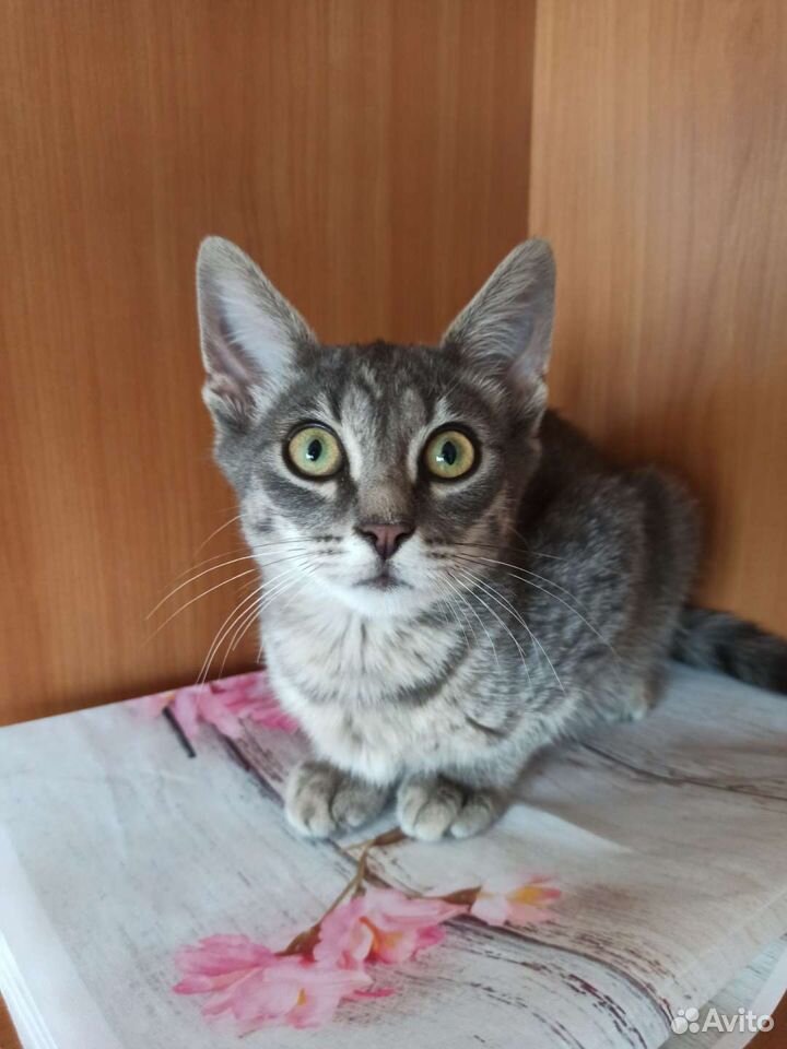 Котенок в дар