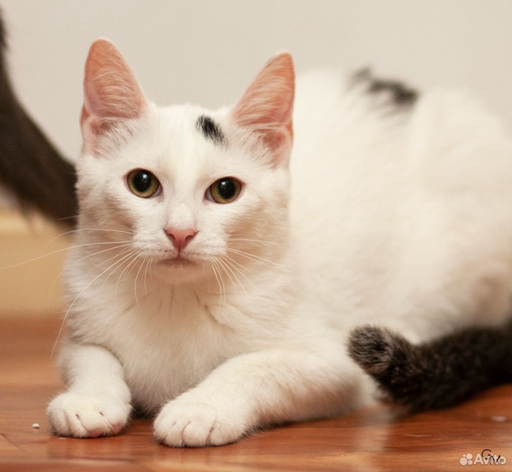 Хочу котенка. Котенок Кася