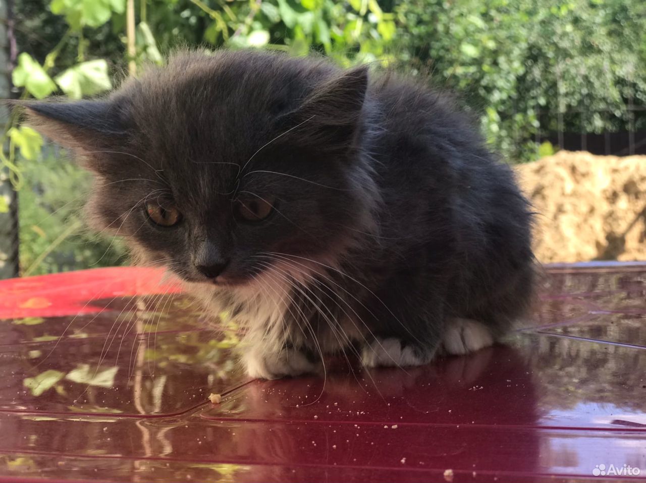 Котенок