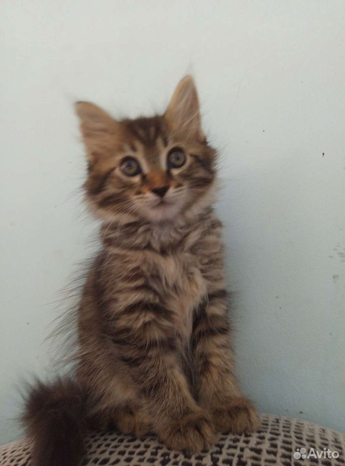 Кошечка бесплатно