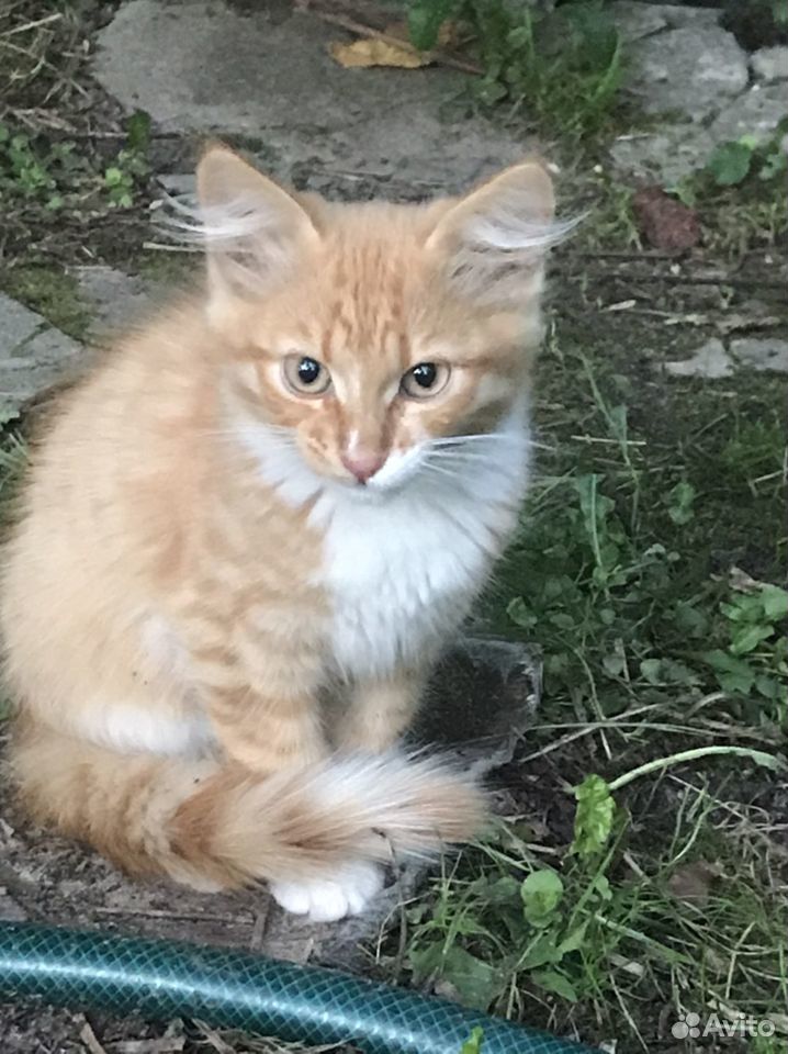 Котёнок (мальчик 2 месяца) Отдам в добрые, ответст