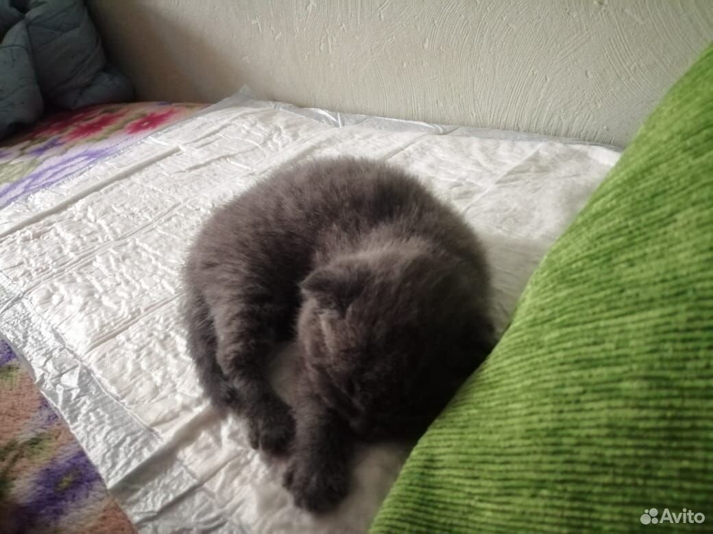 Котенок, Шотландская веслоухая