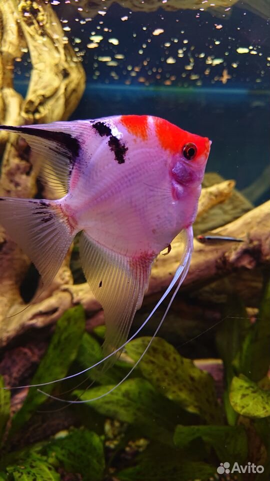 Скалярия Кои продажа или обмен