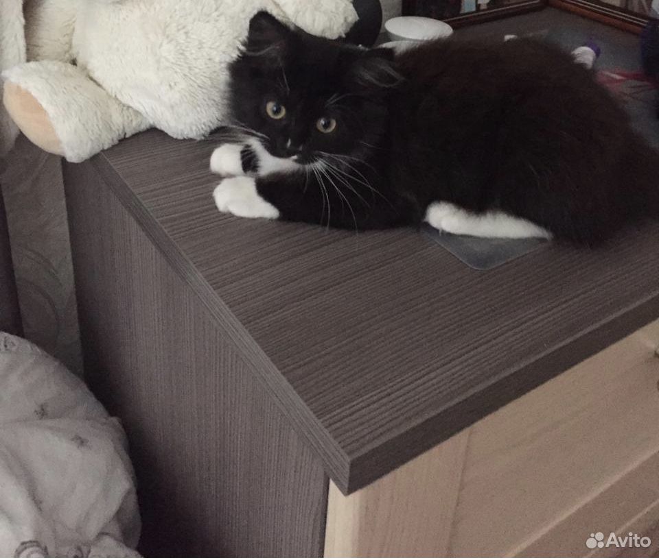 Котёнок сибирский