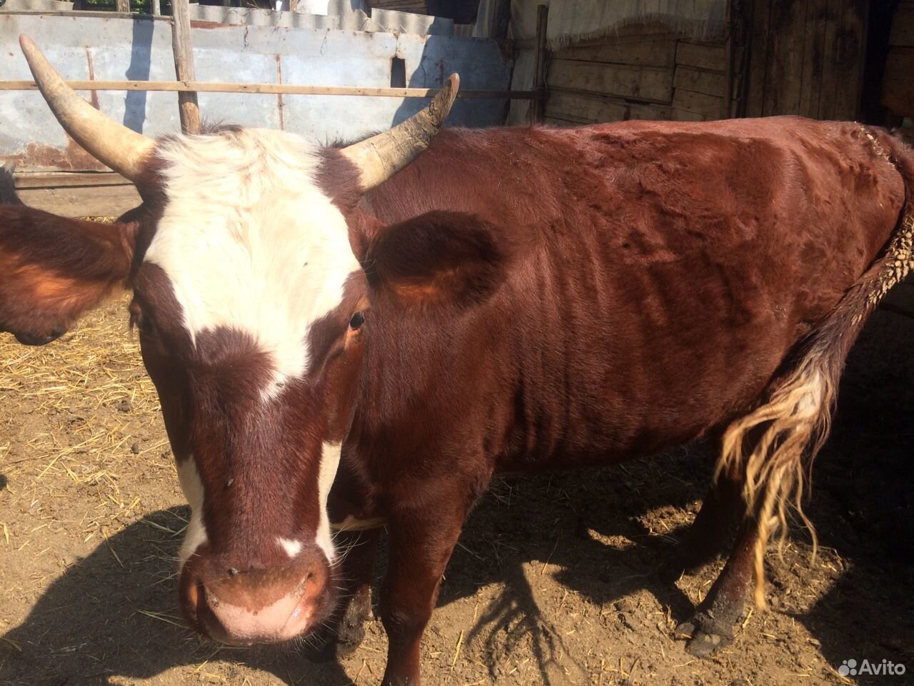 Продаётся тёлка стельная