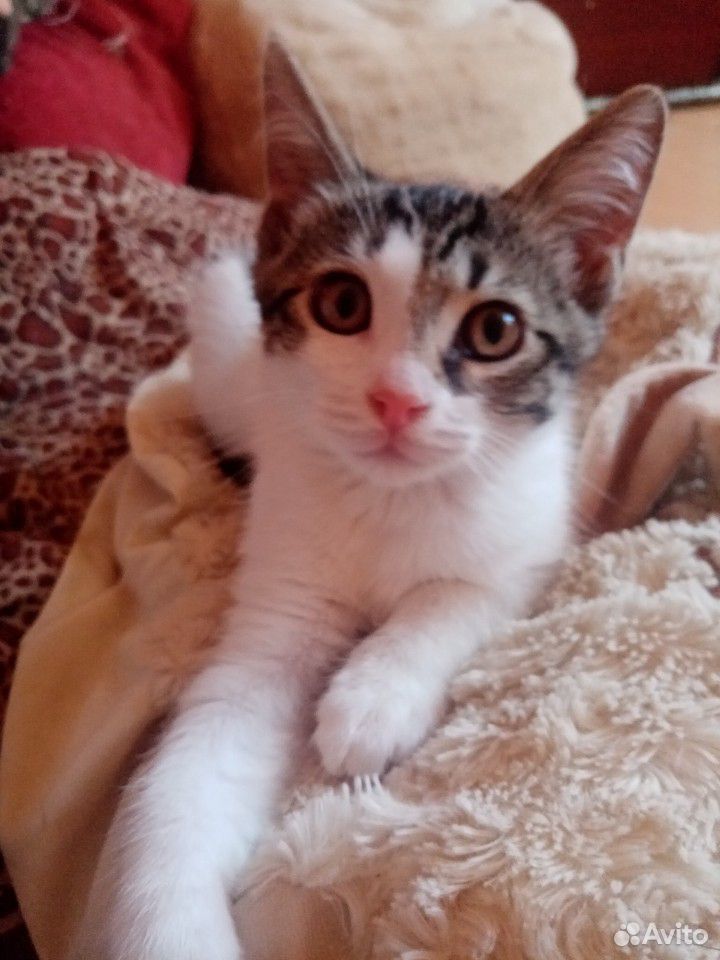 Котёнок Тоша ждёт своего человека