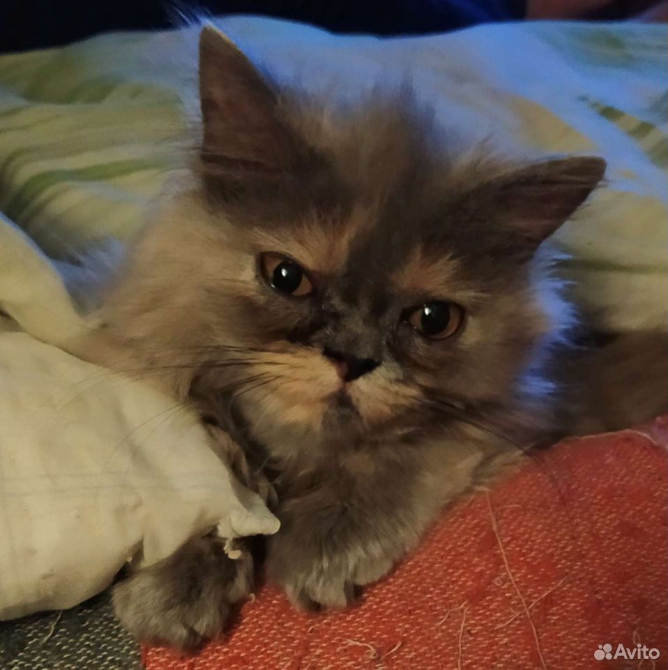 Персидская