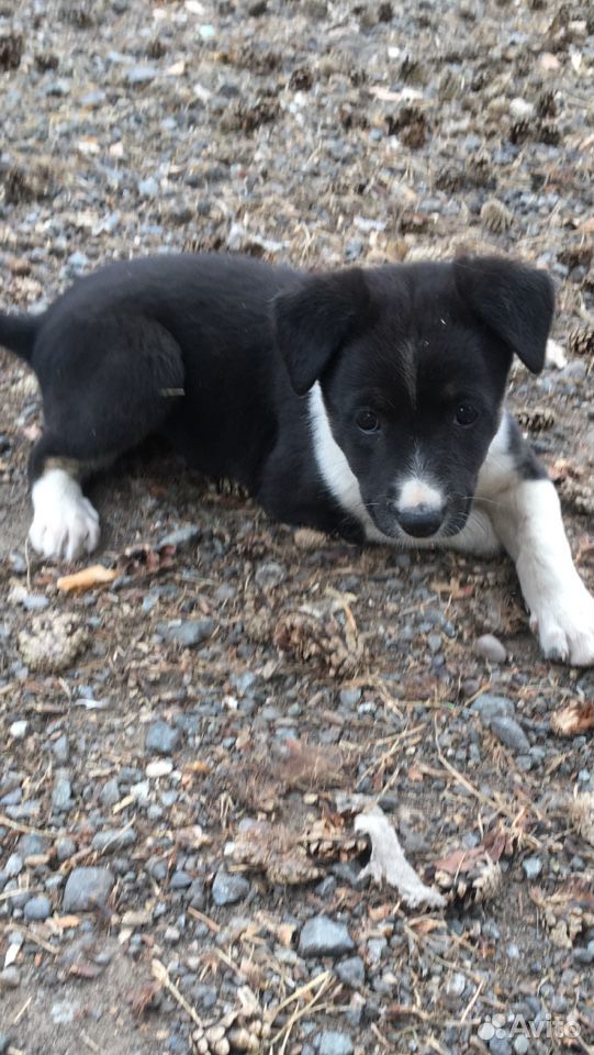 Собака, щенок в дар, 2,5 мес, девочка