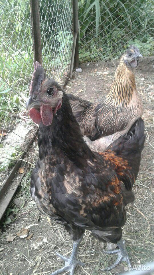 Петух Лакеданзи