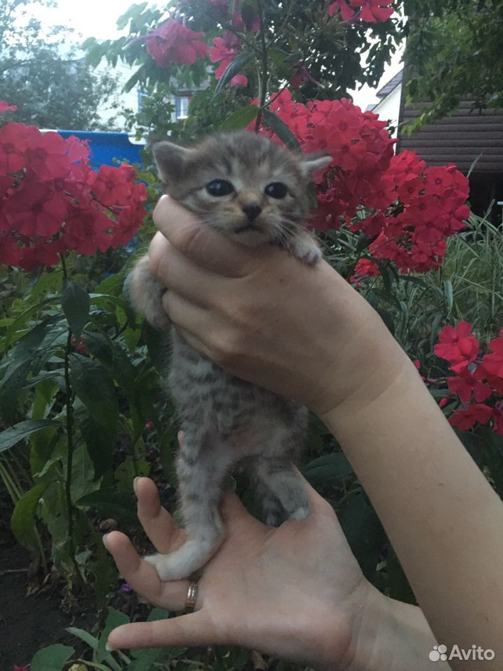 Масяня ищет дом