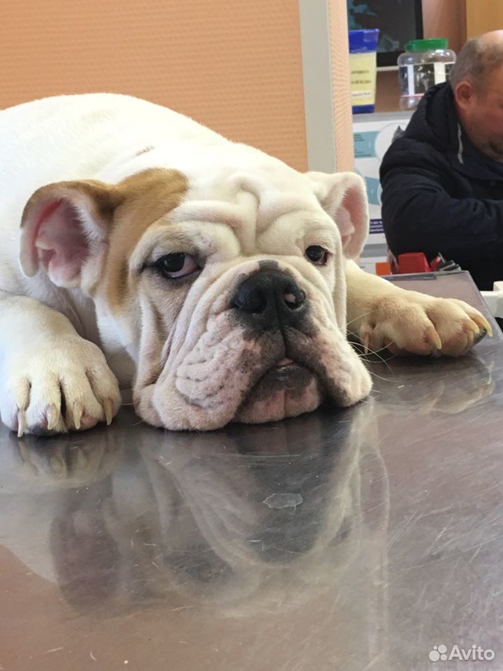 Английский бульдог вязка