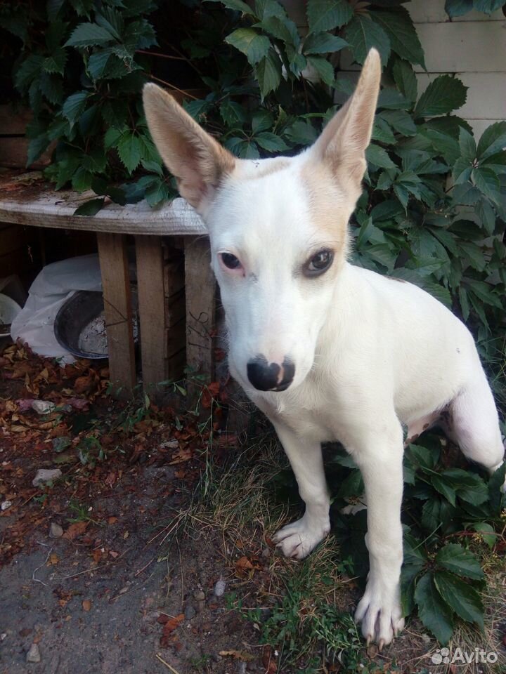 Арчик ждет хозяина