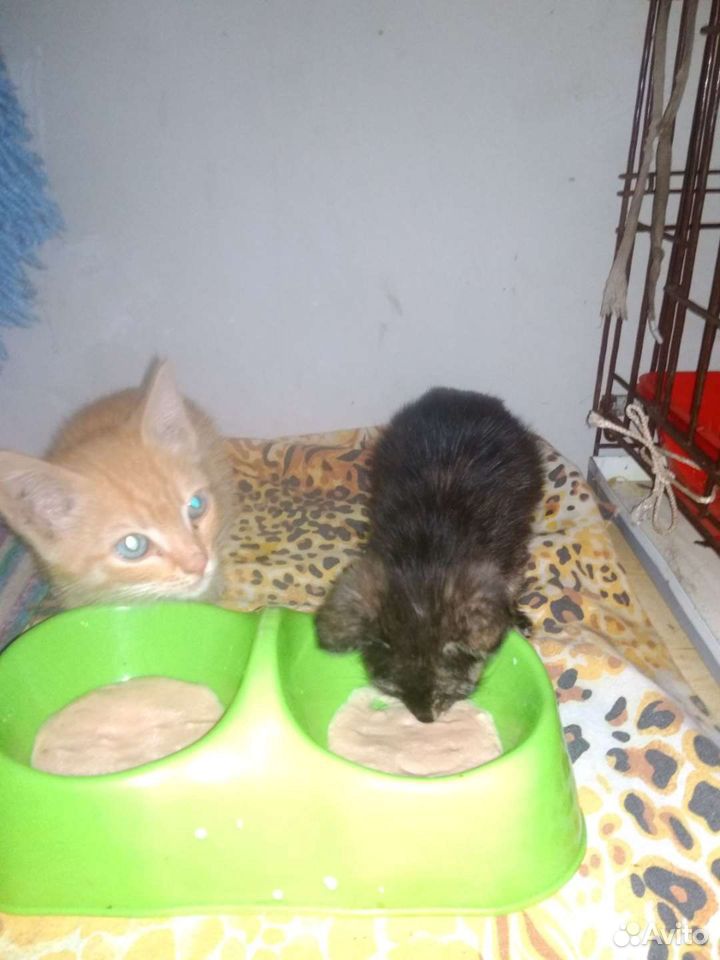 Котята