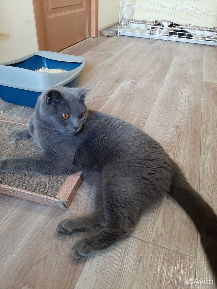 Британский джентльмен