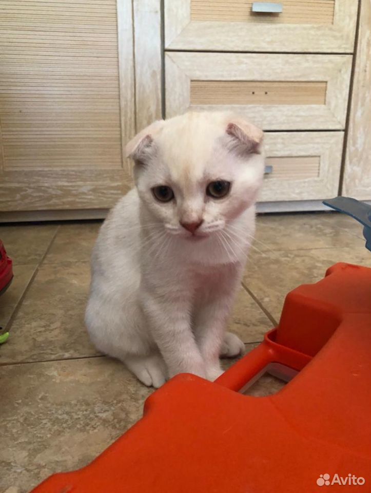 Котёнок вислоухий