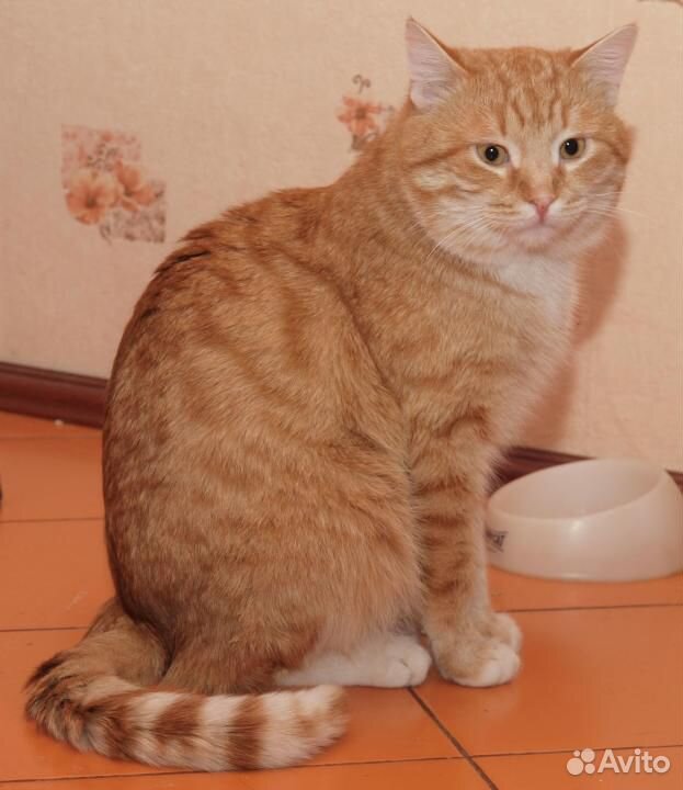 Гриша деликатный скромняга