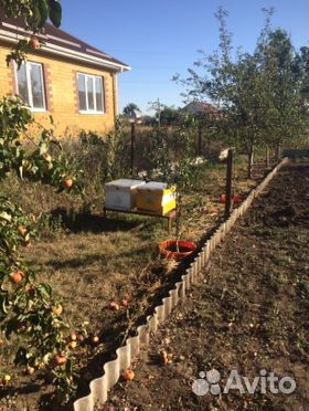 Улики и Пчелы